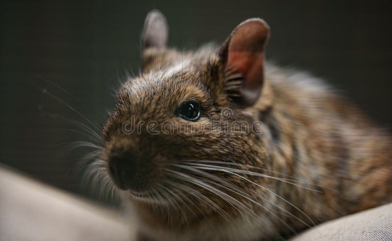 Close view of common Degu. stock image. Image of chile - 289052991
