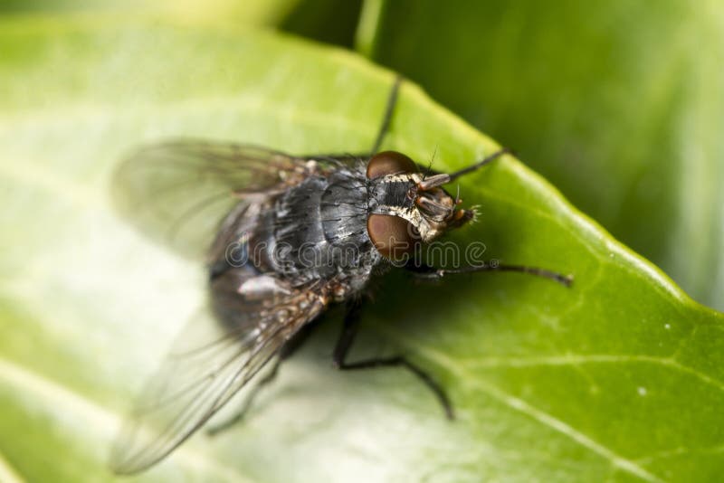Common fly insect stock photo. Image of insect, animal - 105943964