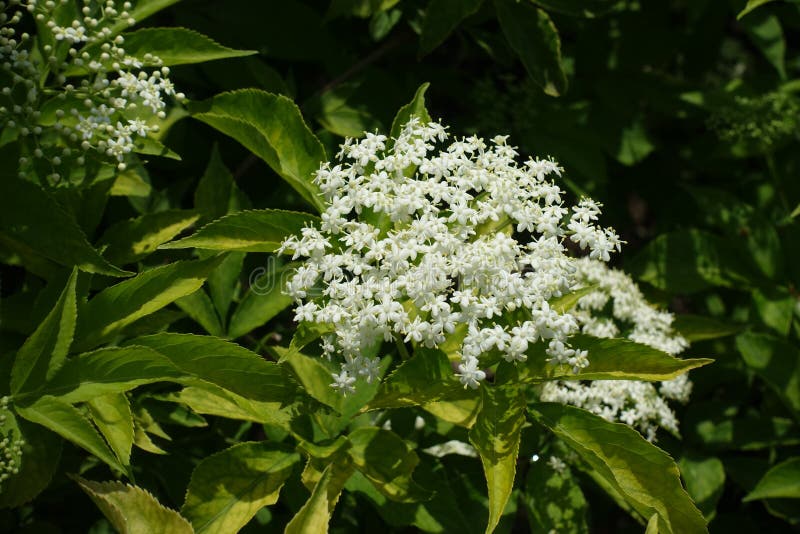 Top View of Corymb of White Flowers of Sambucus Nigra Stock Photo ...