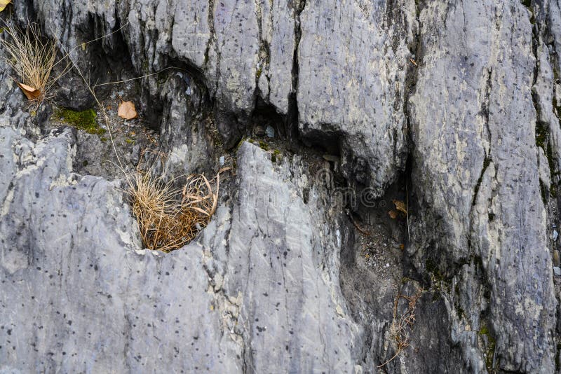 A Close View of a Crevice in a Rock with Dry Grass Stock Photo - Image ...