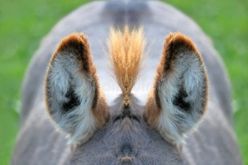 Top of Donkey`s Head and Ears Stock Photo - Image of single, back ...
