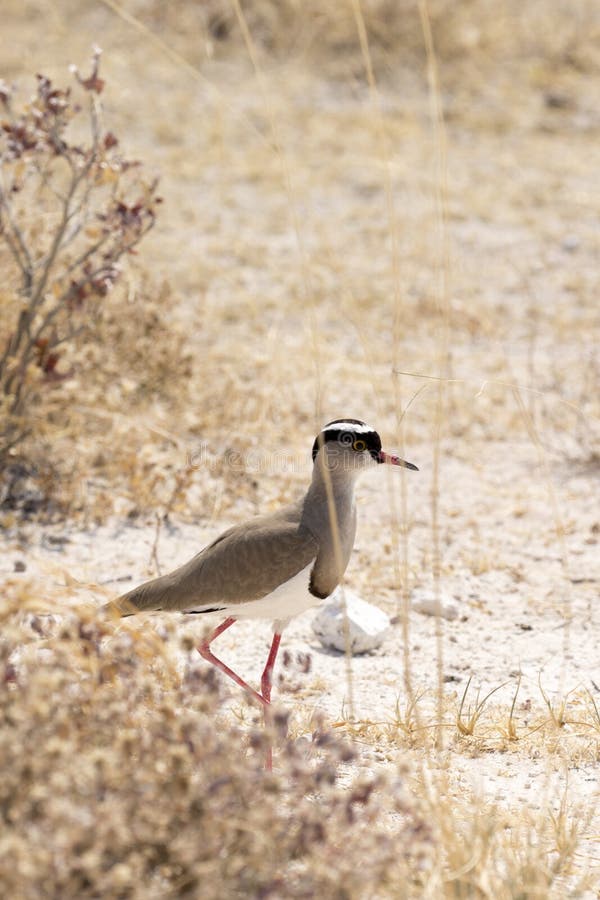 Close View of Crowned Lapwing Bird Stock Image - Image of fauna ...
