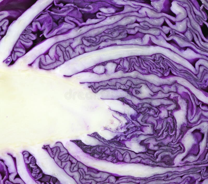 Close View of Cut Red Cabbage Stock Photo - Image of diet, crunchy ...