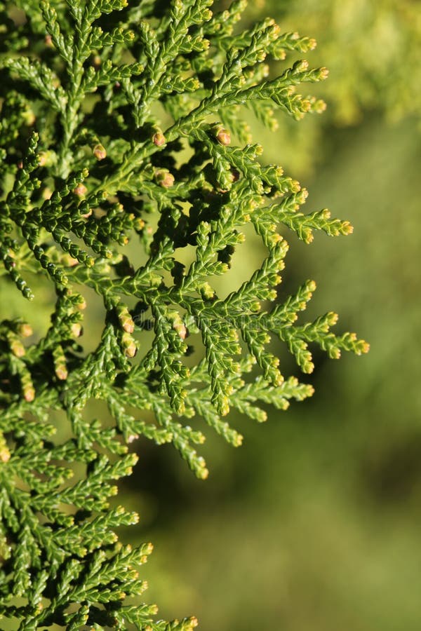 Cypress branches stock photo. Image of fresh, cypress - 223203430