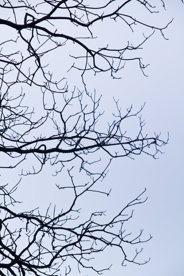 Intricacy on tree branches stock photo. Image of complexity - 105964204