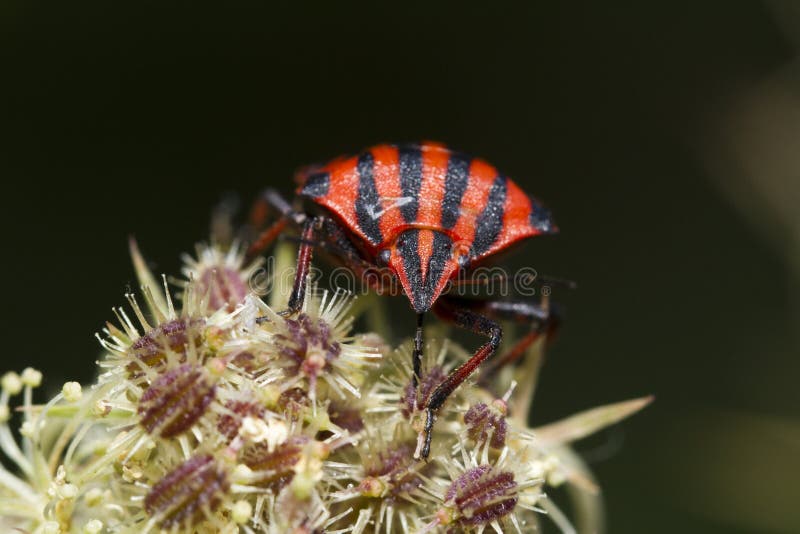 Graphosoma lineatum stock image. Image of striped, biology - 55507027