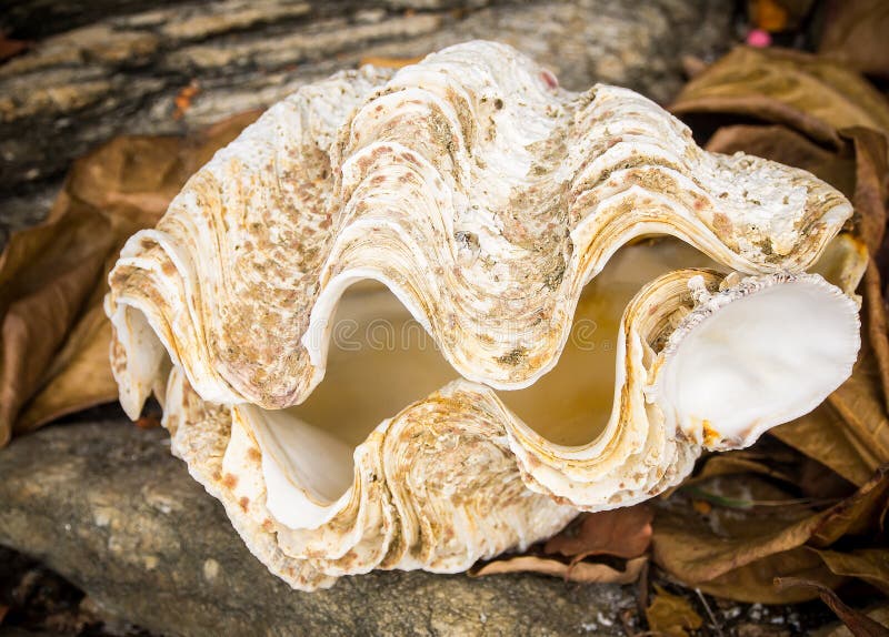 Close View Detail of a Shell Stock Image - Image of white, shot: 28887833