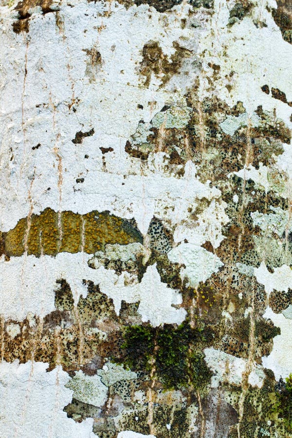 Texture detail of a tree stock image. Image of forest - 105968363