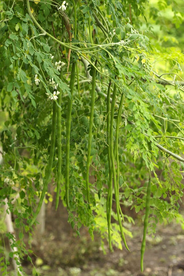 Drumsticks Tree Near Pune, Maharashtra. Stock Image - Image of herb ...