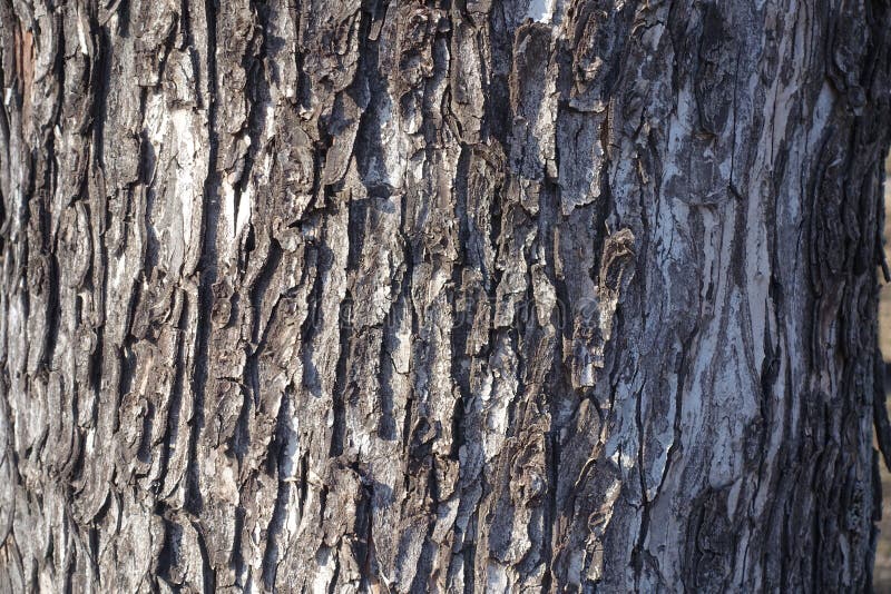 Close View of Dry Bark of Sycamore Maple Stock Photo - Image of cork ...