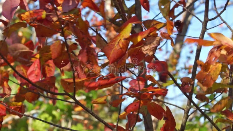 Close View of Drying Fall Leaves Blowing in the Wind Stock Footage ...