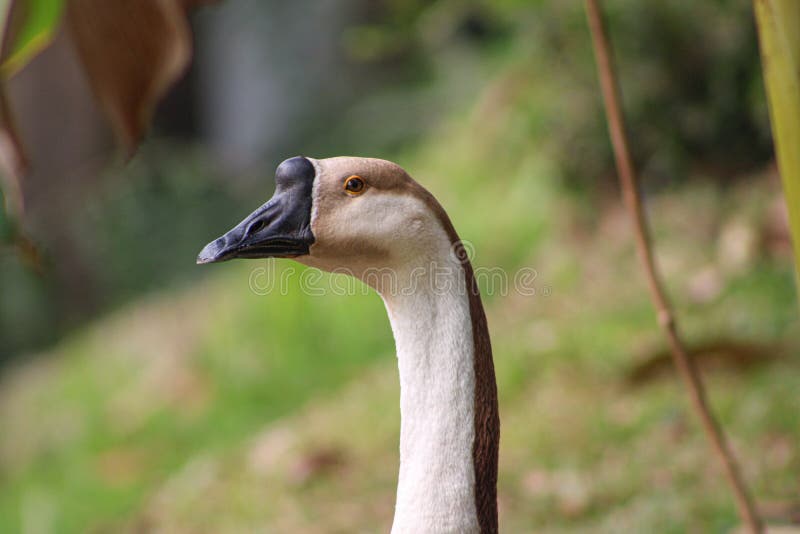 Close View of Duck Beak and Neck Stock Image - Image of mallard, grass ...