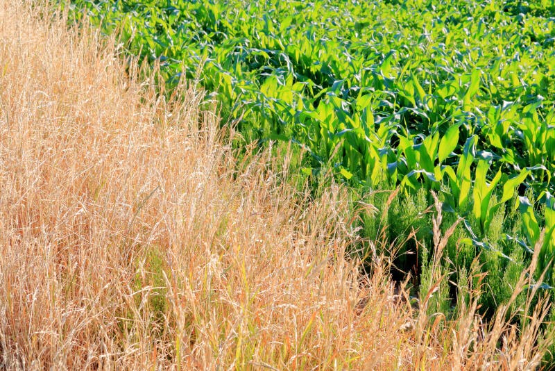 Yellow Wild Grass on Corn Field Border Stock Image - Image of corn ...