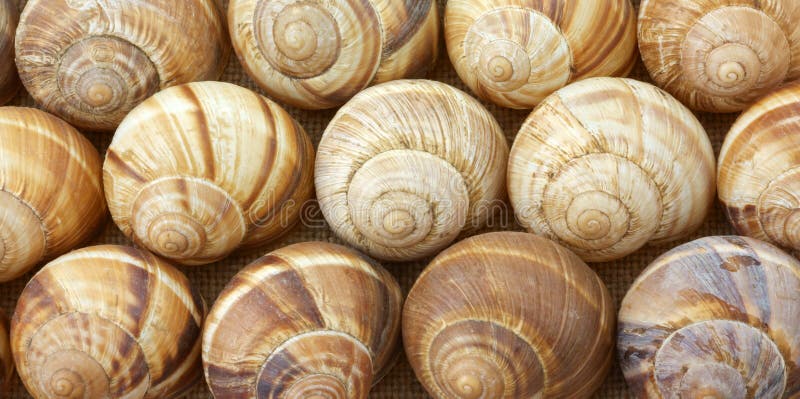 Close View of Escargot Shells in Rows Stock Image - Image of shell ...