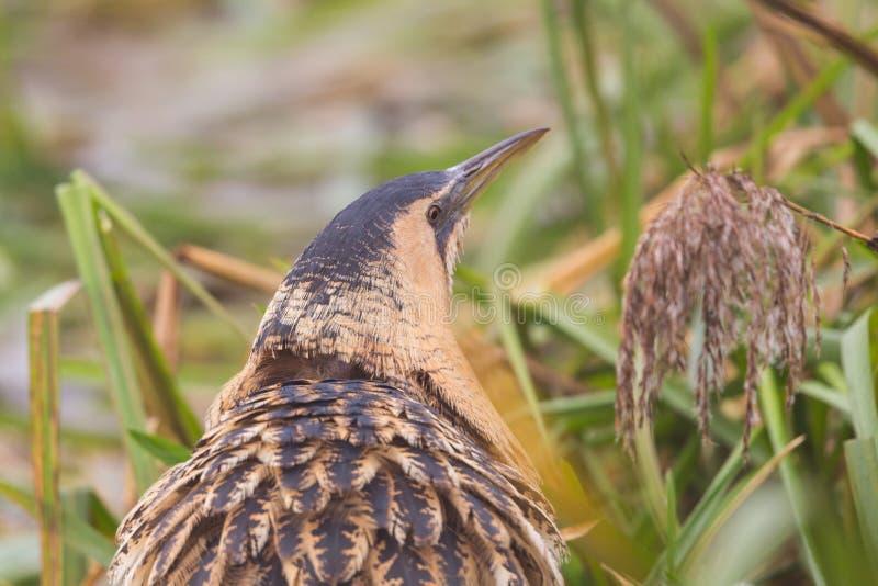 Close-up Great Bittern Botaurus Stellaris in Reed Grass Stock Image ...