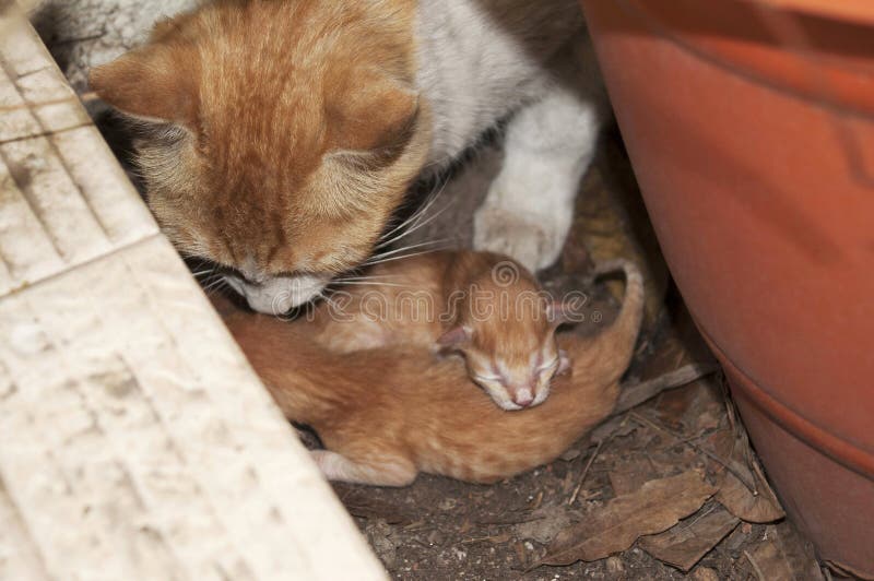 Female Cat with New Born Kittens, India Stock Photo - Image of baby ...