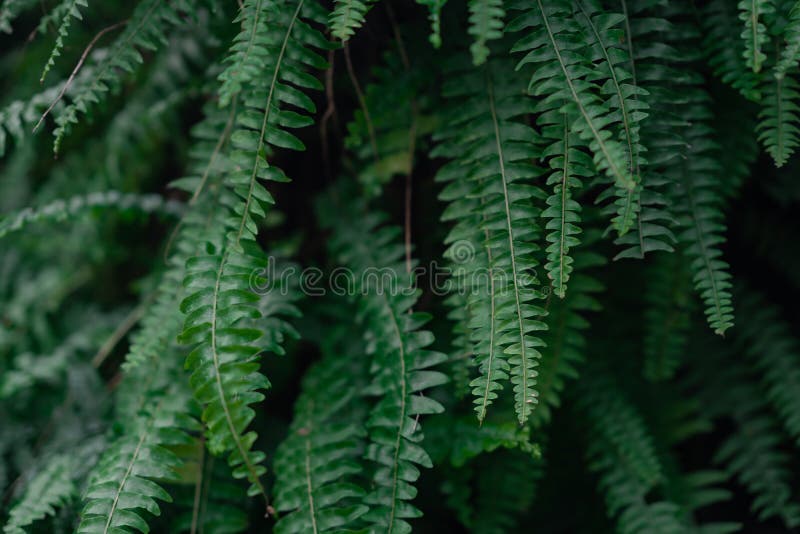 Close view of ferns leaves stock photo. Image of green - 240711256