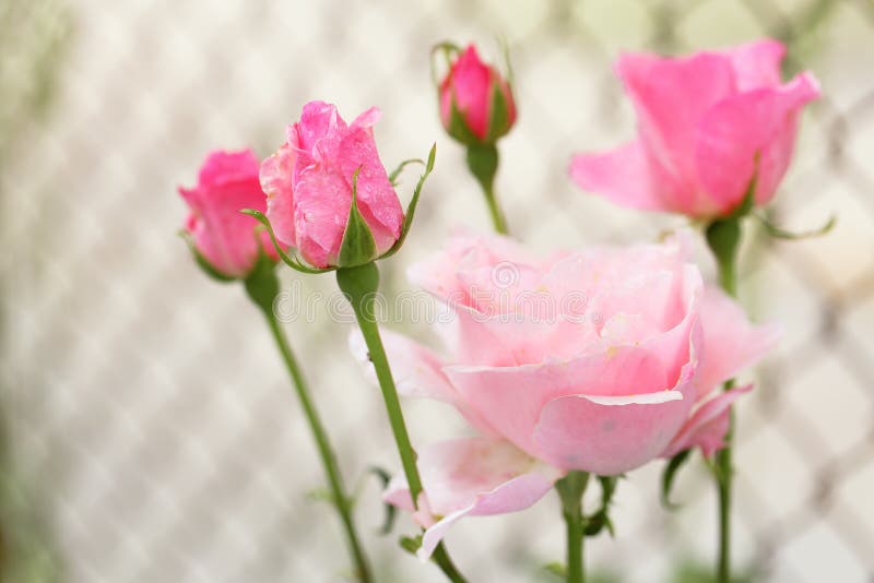 Close View of Five Pink Roses in Different Stages of Blooming in the ...