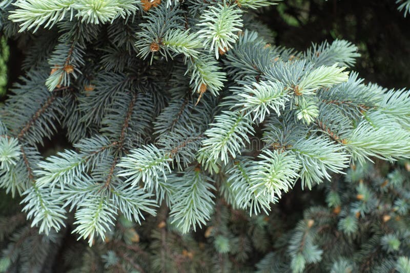 Close View of Blue Foliage of Picea Pungens in Spring Stock Image ...