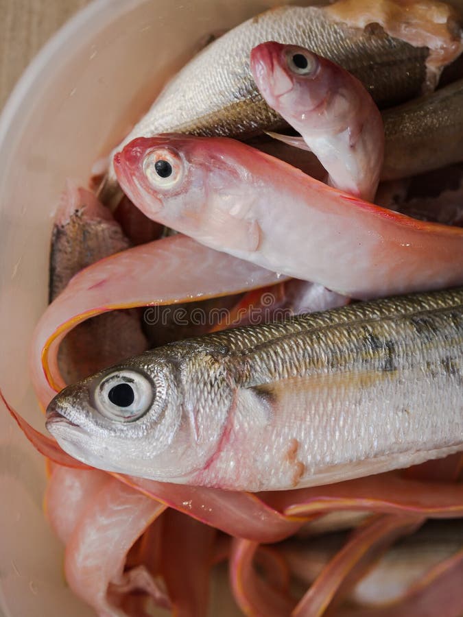Close View at the Fresh Fish Stock Image - Image of underwater, dish ...