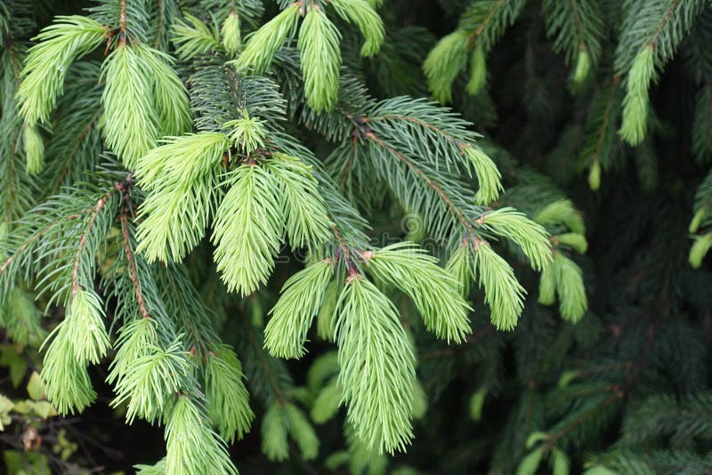 Close View of Fresh Foliage of European Spruce Stock Image - Image of ...