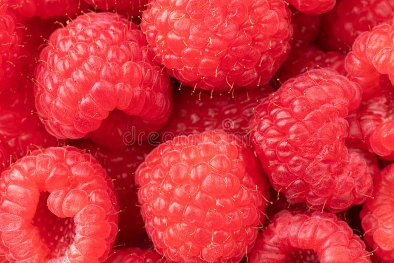 Close View of Freshly Picked Raspberries Stock Photo - Image of ...
