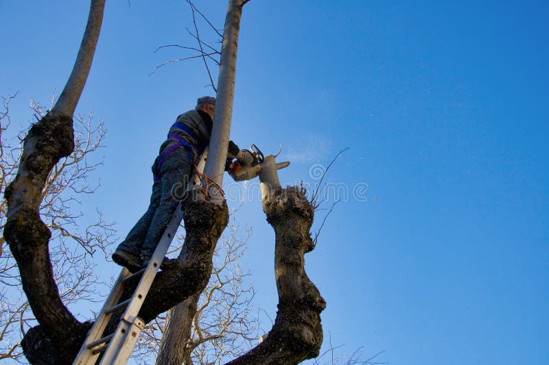 Close View of Gardener Pruning Old Lime Tree on a Stairs Stock Image ...