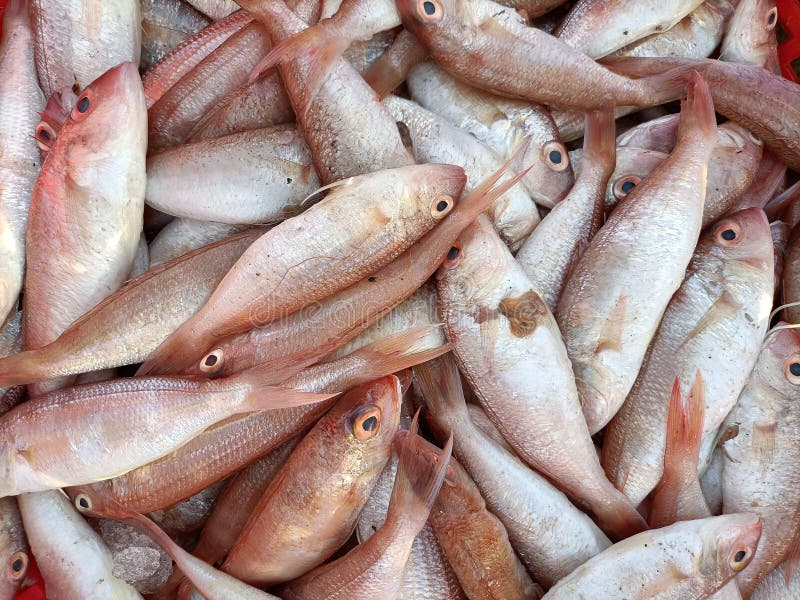 Close View of Golden Anchovy Stock Photo - Image of invertebrate, view ...