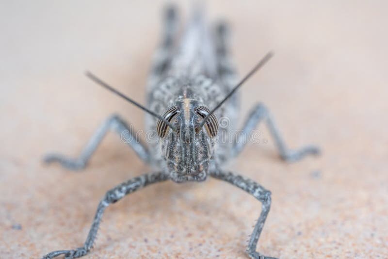 Close View of a Grasshopper Stock Image - Image of background, eyes ...