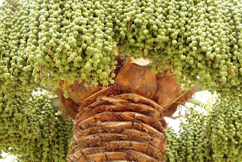 Close View of Green Dates in a Date Palm Tree Stock Image - Image of ...