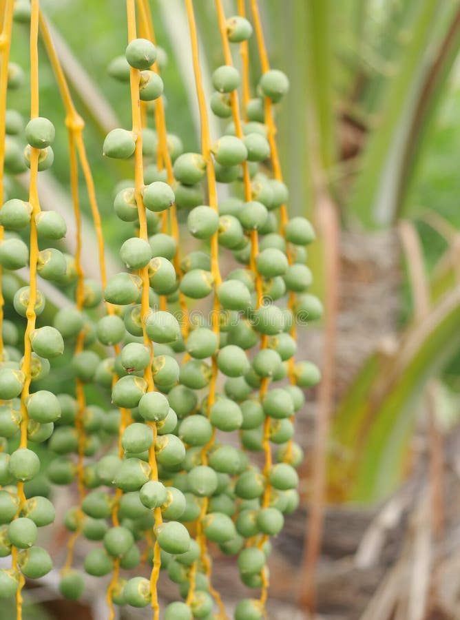 Green Unripe Dates Bunches in a Date Palm Tree Stock Image - Image of ...