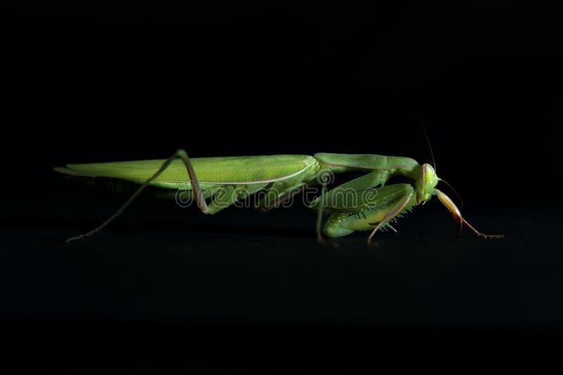 Close View of Green Female Mantis Religiosa Stock Photo - Image of view ...