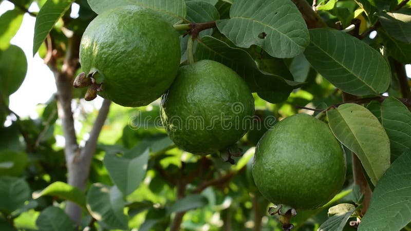 Close View of Green Guava Fruit Hanging on Tree Stock Video - Video of ...