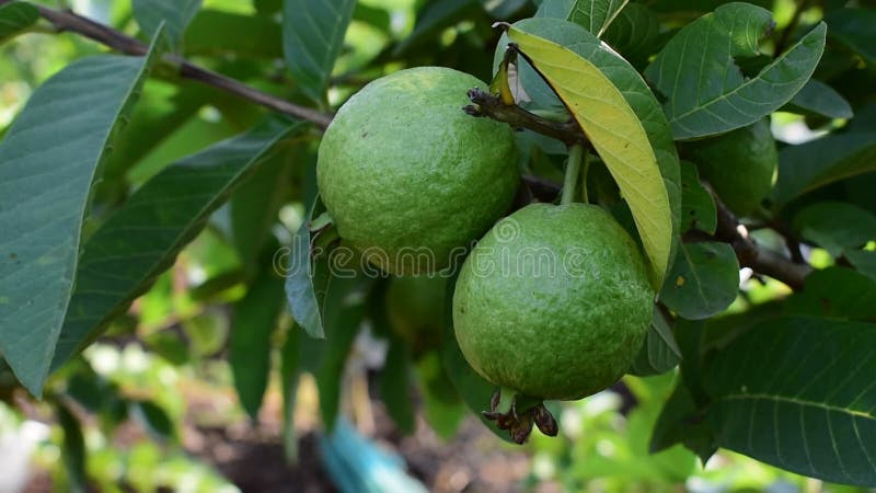Close View of Green Guava Fruit Hanging on Tree Stock Video - Video of ...
