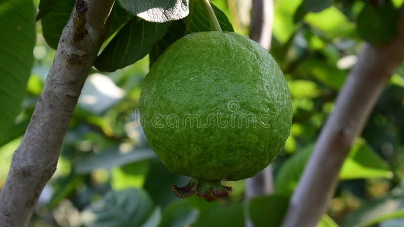 Close View of Green Guava Fruit Hanging on Tree Stock Video - Video of ...