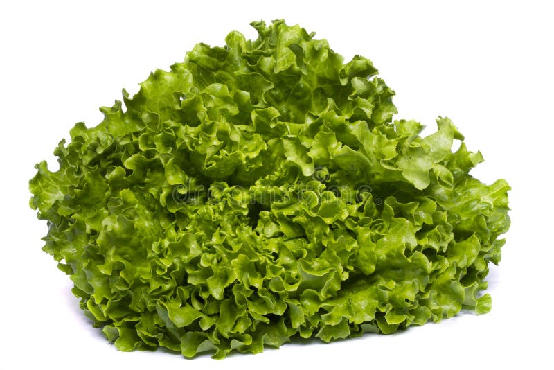 Green lettuce stock image. Image of lettuce, salad, food - 105953937