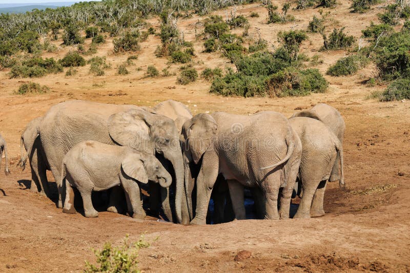 Close View of Group of Elephants in Water Hole Stock Photo - Image of ...
