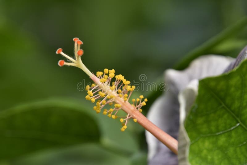 Close View of a Hibiscus Flower Stigma Stock Image - Image of produce ...