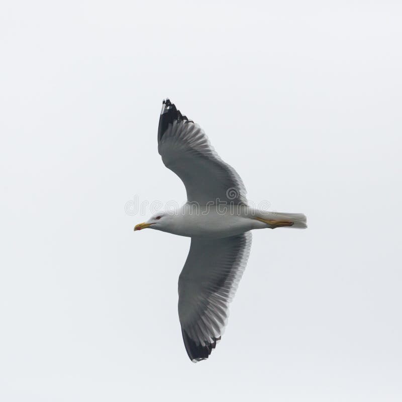 Close View Isolated Sea Gull in Flight, White Sky, Spread Wings Stock ...