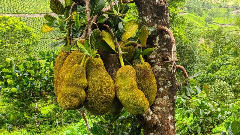 Close View of Jack Fruit Tree Stock Photo - Image of close, view: 189052258