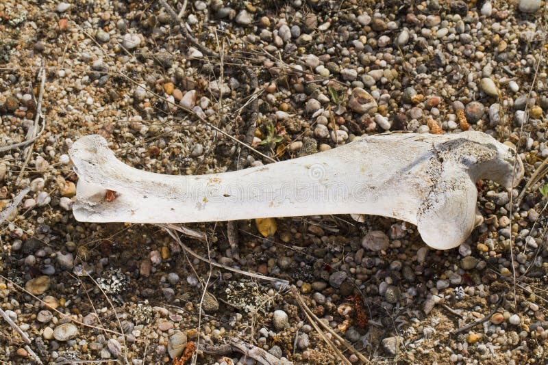 Sheep leg bone stock image. Image of arid, wilderness - 105941565