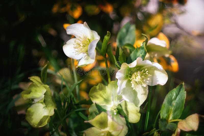 Close View of Lenten Rose in Spring Stock Image - Image of close, macro ...
