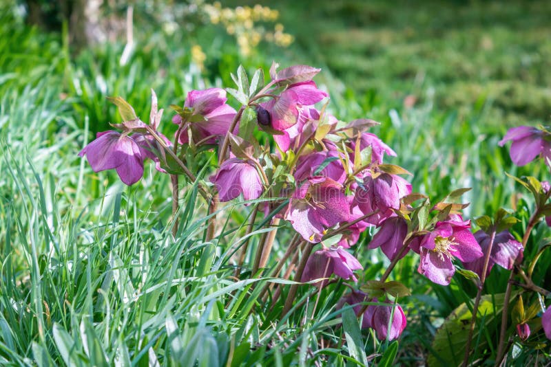 Close View of Lenten Rose in Winter Stock Photo - Image of ireland ...