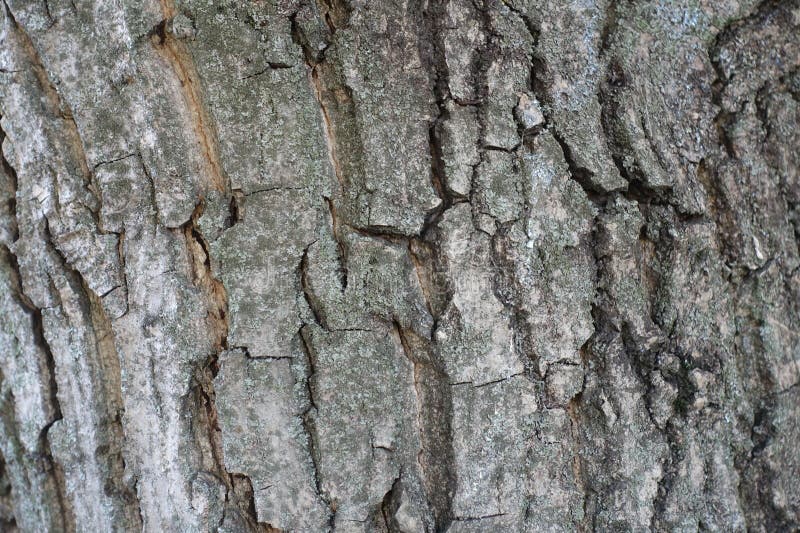 Close View of Grey Bark of Persian Walnut Tree Stock Image - Image of ...