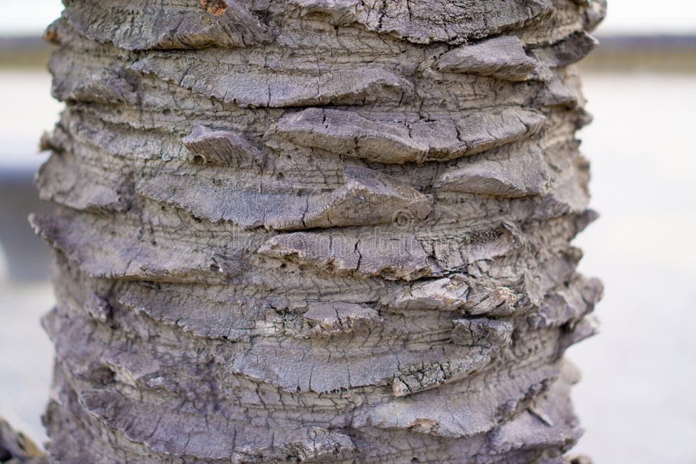 Light Grey Colored Tree Bark Stock Photo - Image of lumber, protection ...