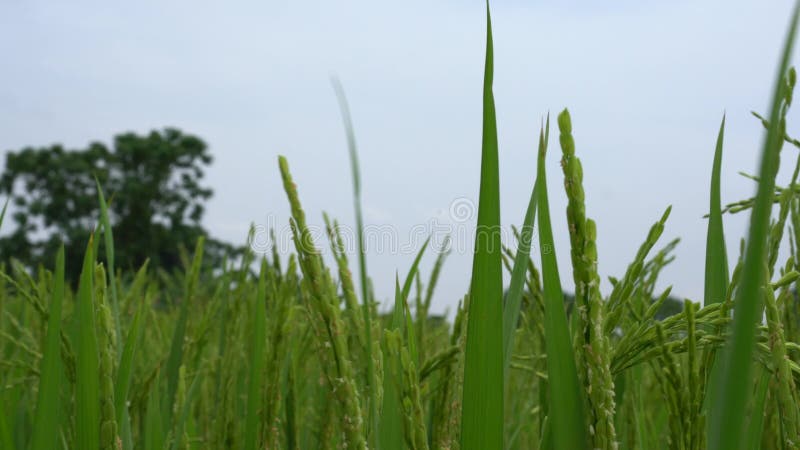 Close View of Lush Green Rice Field Stock Footage - Video of wheat ...