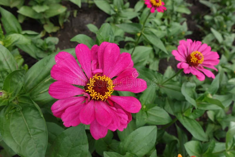 Top View of Magenta-colored Flower of Zinnia with Bumble Bee on it ...