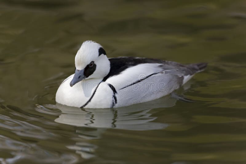 Male Duck Smew Stock Photos - Free & Royalty-Free Stock Photos from ...