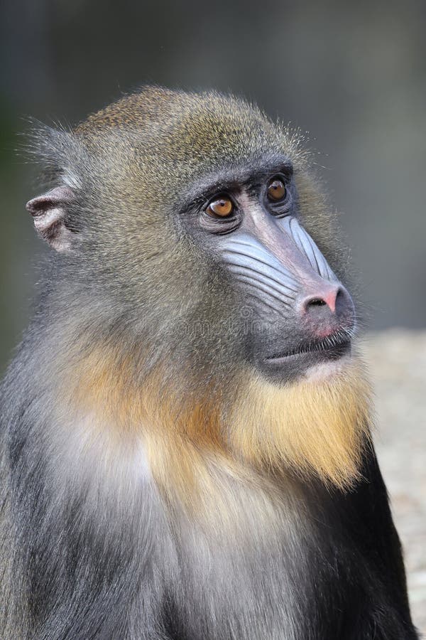 Close View of Mandrill Monkey Stock Photo - Image of natural, landscape ...