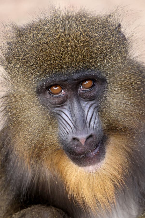 Close View of Mandrill Monkey Stock Image - Image of tranquil, wild ...